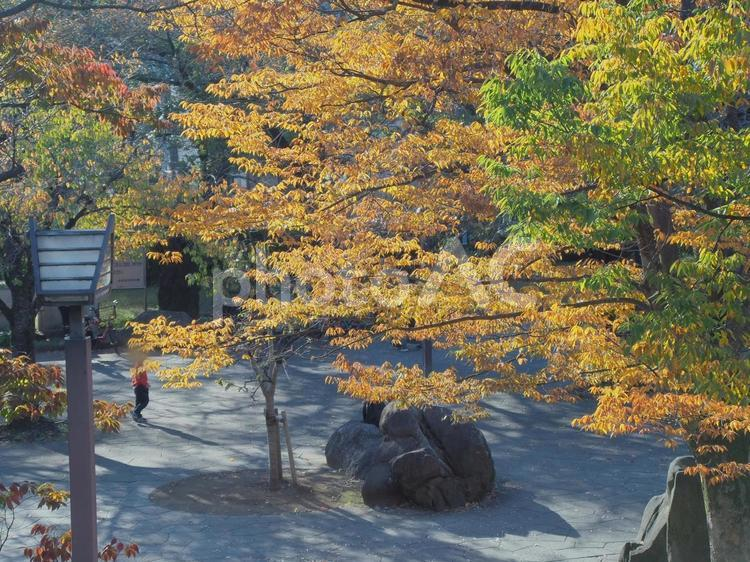 【2025年最新】東京の紅葉おすすめ名所・穴場スポット18選！おすすめスポット・名所・穴場までご紹介！デートに | TRAPOL[トラポル]