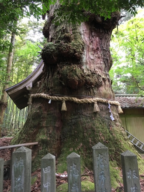 【2025最新】2025年に行くべき大分の最強パワースポット20選！有名な神社から穴場・自然スポットまでご紹介 | TRAPOL[トラポル]