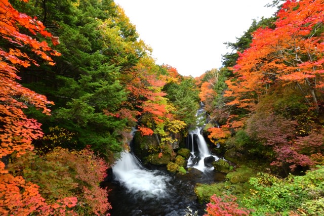 【栃木県】2025・巳年に行きたい最強パワースポット・神社17選！ | TRAPOLメディア | TRAPOL[トラポル]