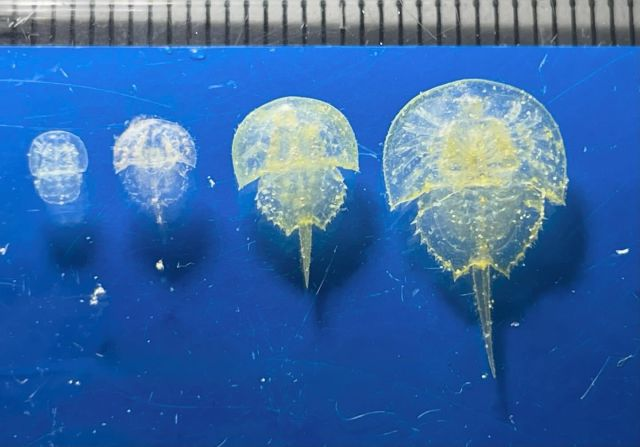 【2025年最新】関西で雨の日のお出かけにおすすめ！穴場・デートスポット22選！人ごみを避けて楽しめる場所もご | TRAPOL[トラポル]