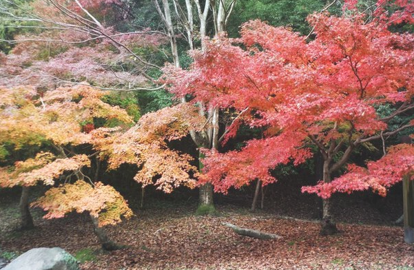 【2025年最新】関西の紅葉スポット19選！おすすめスポット・名所・穴場までご紹介！デートにもおすすめ！ | TRAPOL[トラポル]