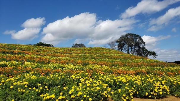 【2025最新】千葉県おすすめドライブスポット16選！定番から絶景穴場、デートスポットまでご紹介！ | TRA | TRAPOL[トラポル]