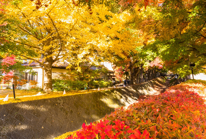 【2025年最新】山梨の紅葉スポット14選！おすすめスポット・名所・穴場までご紹介！デートにもおすすめ！ | TRAPOL[トラポル]