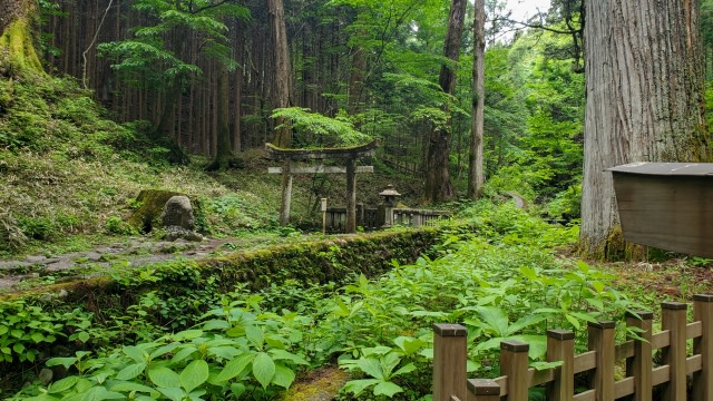 【栃木県】2025・巳年に行きたい最強パワースポット・神社17選！ | TRAPOLメディア | TRAPOL[トラポル]