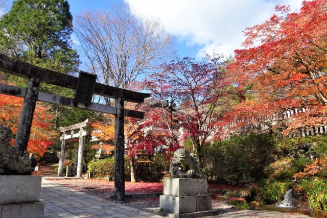 【栃木県】2025・巳年に行きたい最強パワースポット・神社17選！ | TRAPOLメディア | TRAPOL[トラポル]