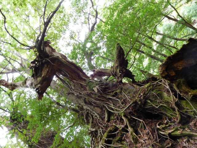 【2025年最新】鹿児島県のおすすめの離島12選！おすすめの観光スポットや絶景も紹介 | TRAPOLメディア | TRAPOL[トラポル]