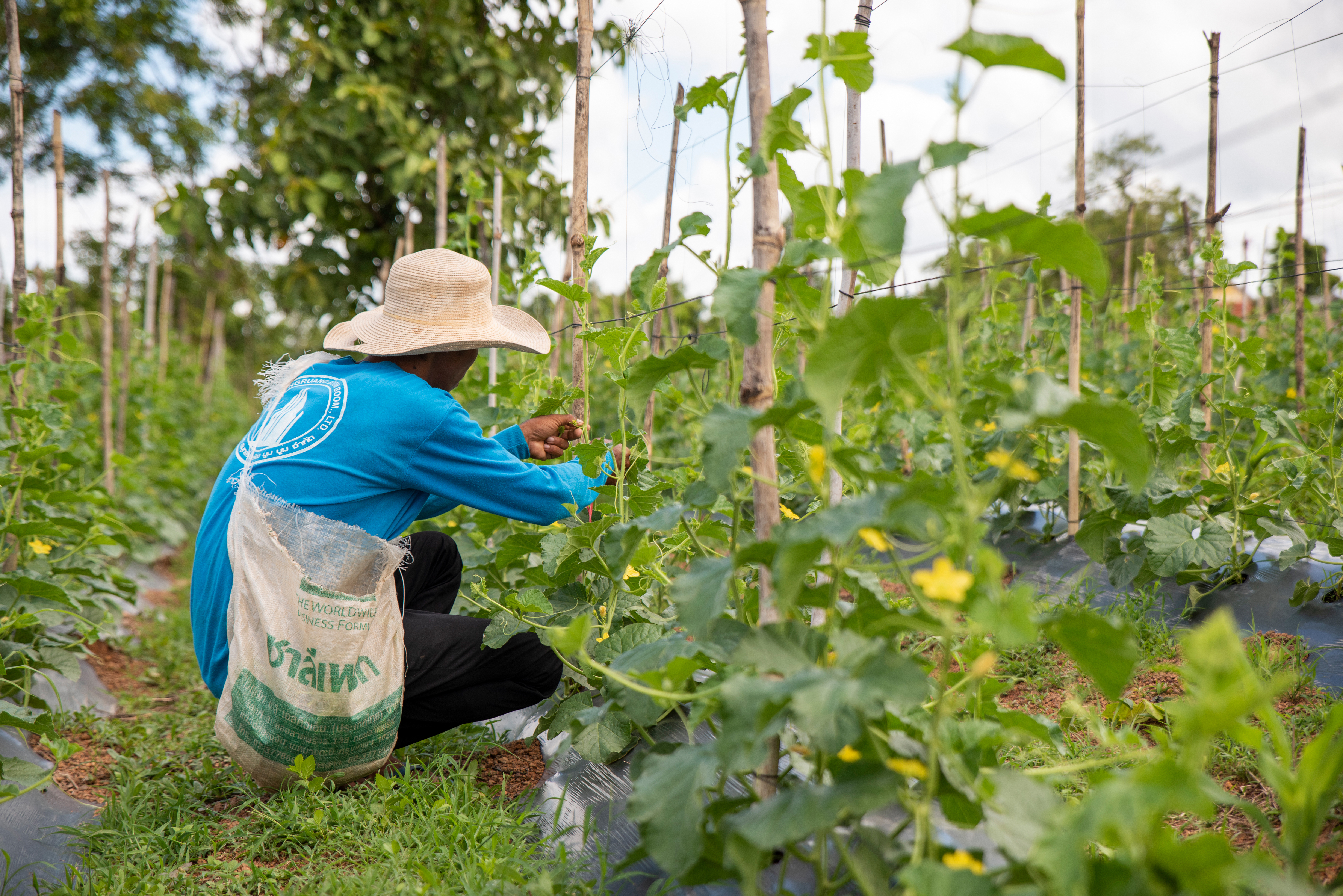 International development · Plant & Food Research