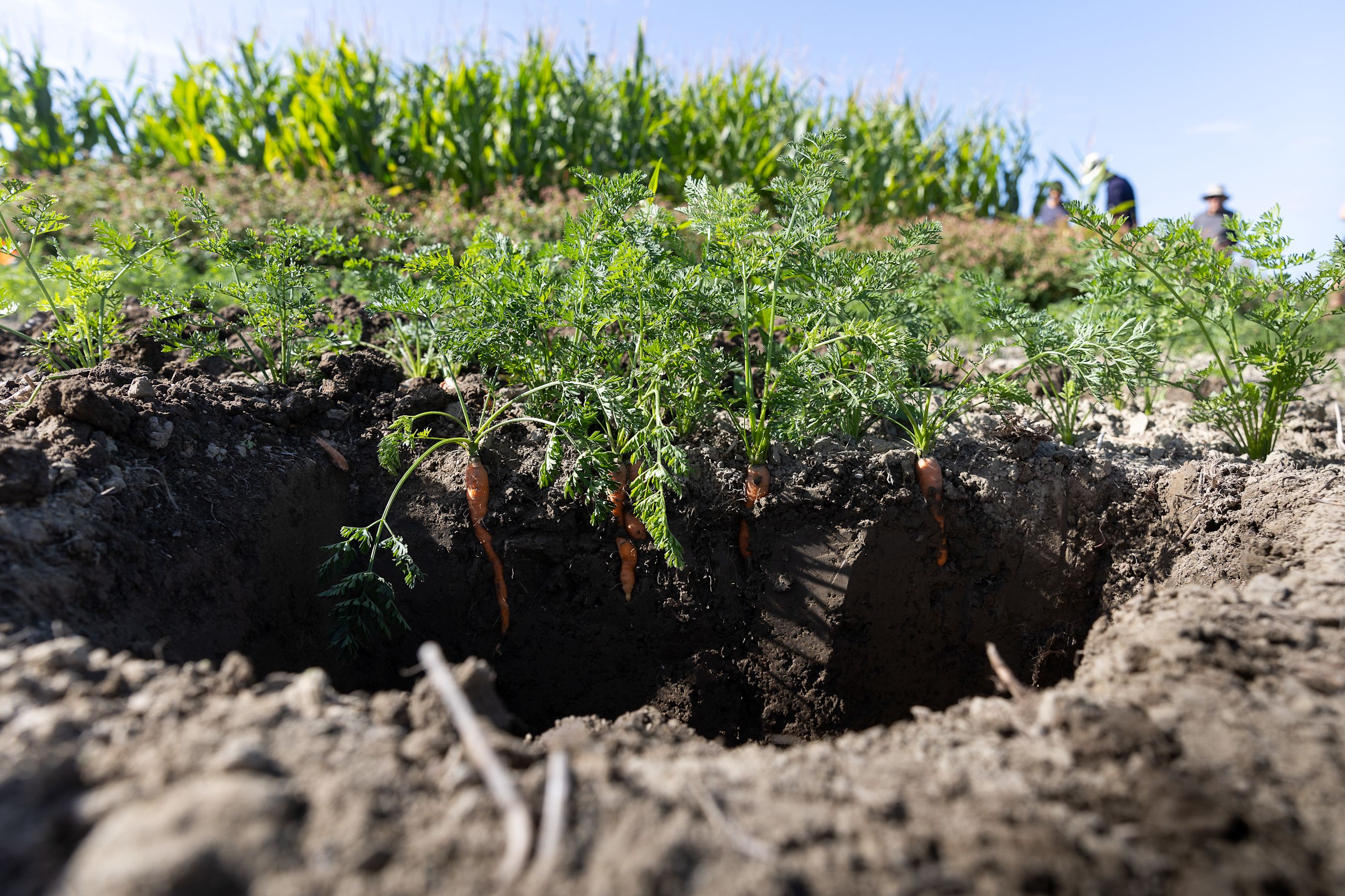 Vegetable crops focus of Cyclone Gabrielle recovery project · Plant ...