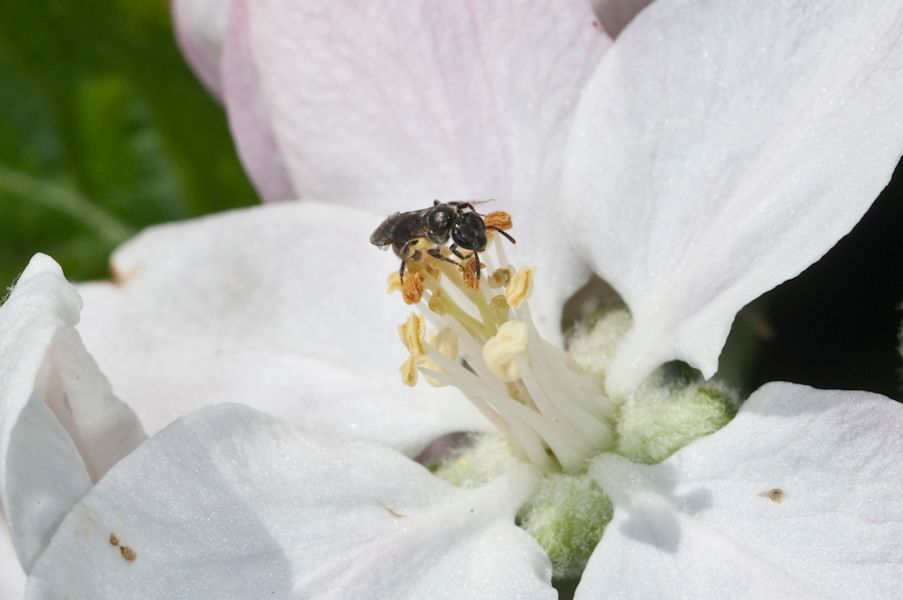 Global experts rank the causes and impact of pollinator decline · Plant ...