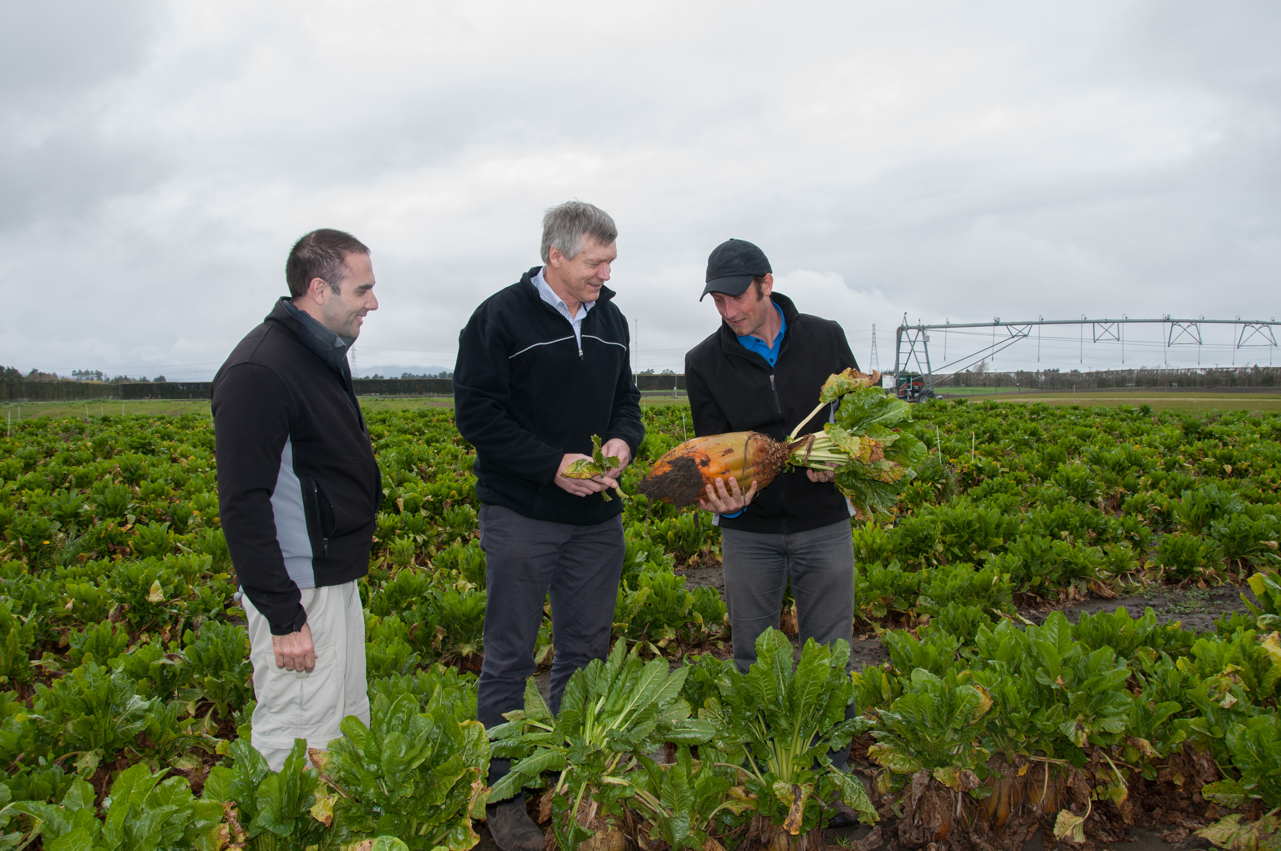 Less is more with fodder beet farming · Plant & Food Research
