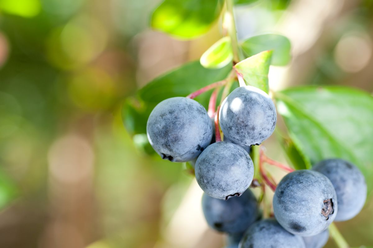 Berryfruit · Plant & Food Research