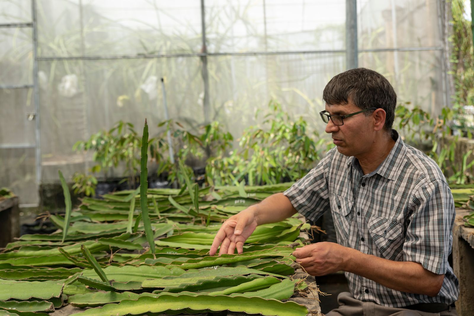 New plant varieties · Plant & Food Research