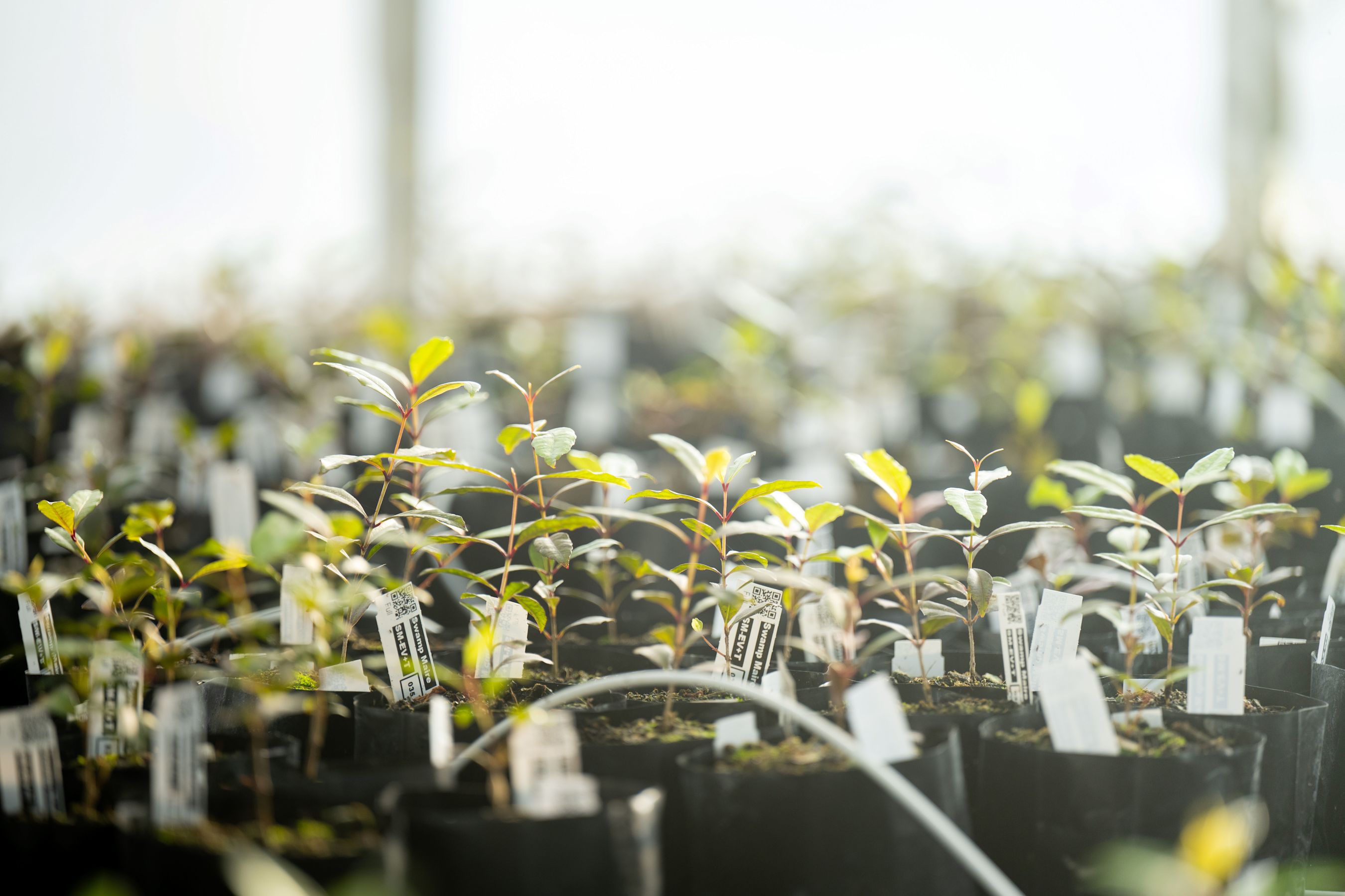 Rangitāne o Manawatū become the first indigenous community to name a ...