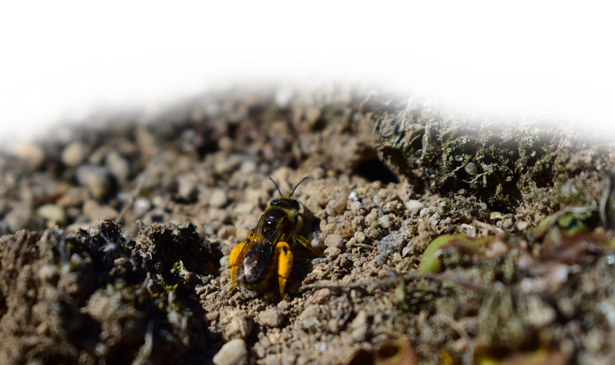 The little bees need help too: New pesticide standards needed to ...