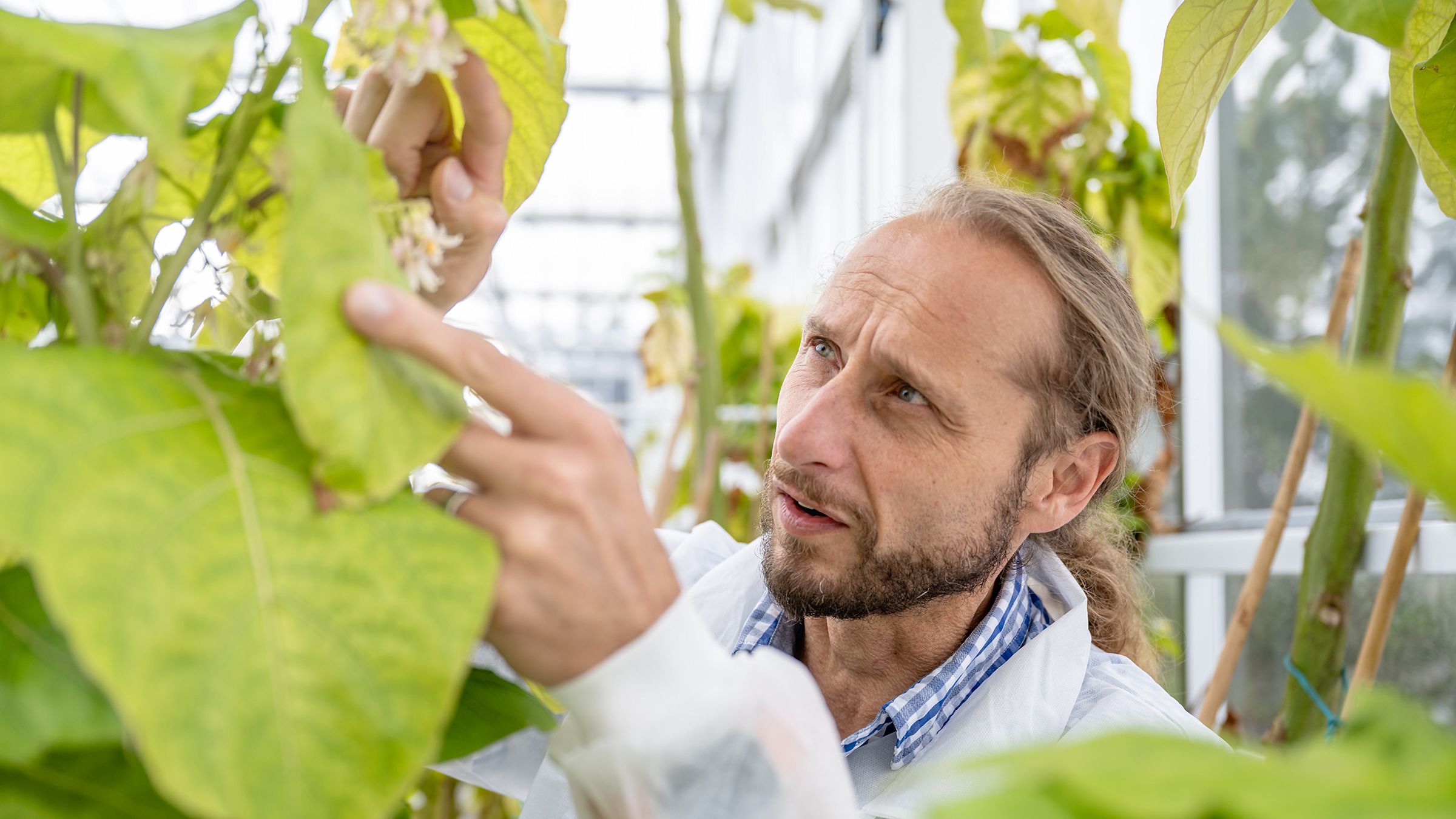 Gene technologies · Plant & Food Research