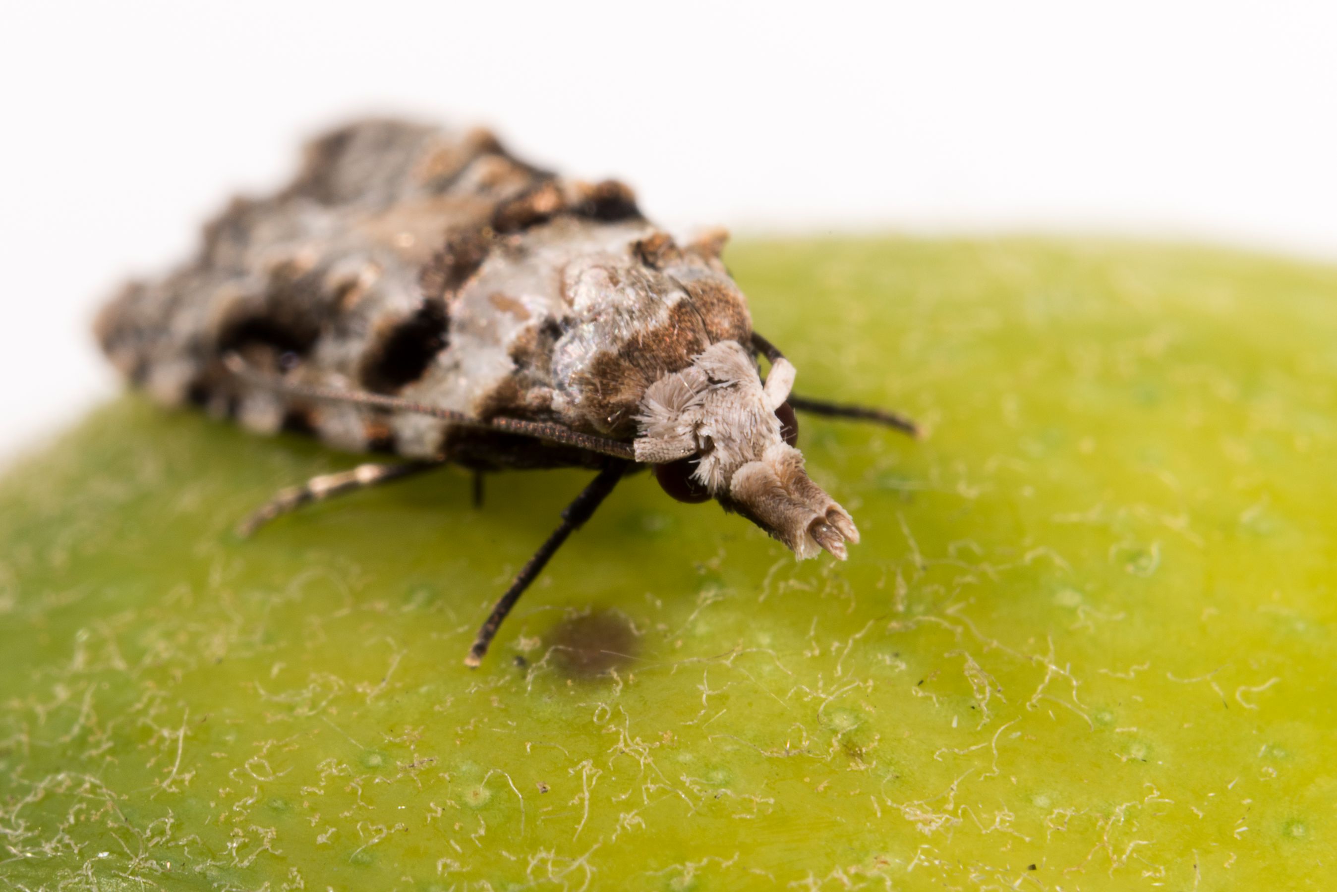 The slow attack of the guava moth · Plant & Food Research