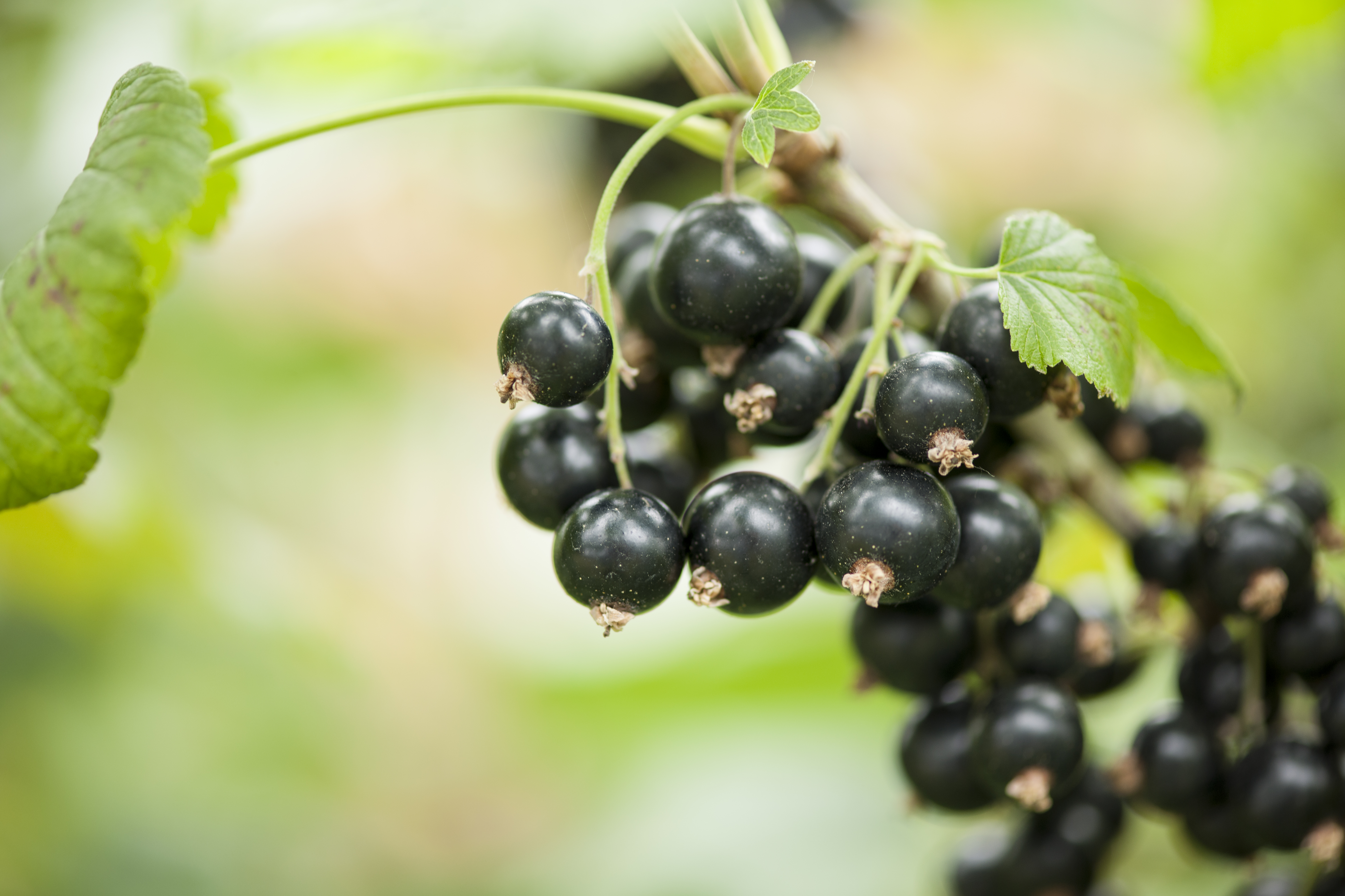 The good berry · Plant & Food Research