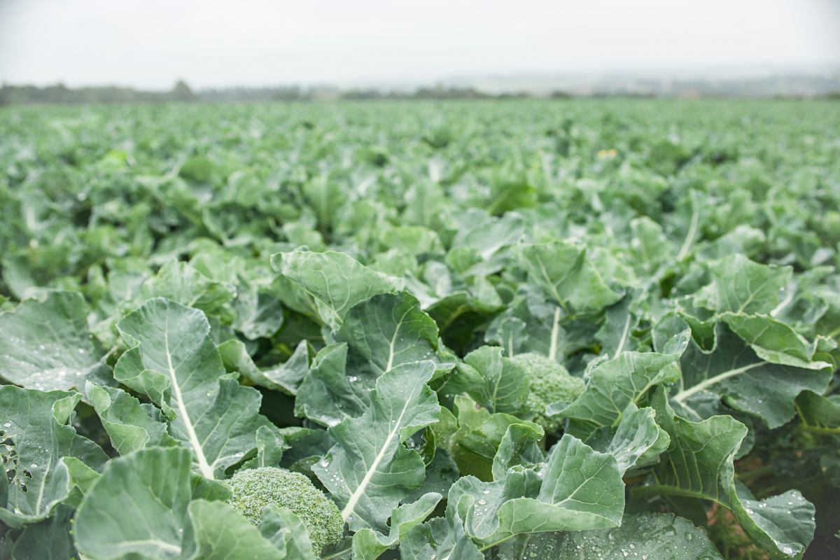 Soil, water & climate · Plant & Food Research