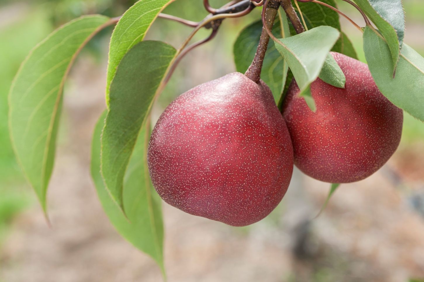 Sharing in the benefits of apples & pears · Plant & Food Research