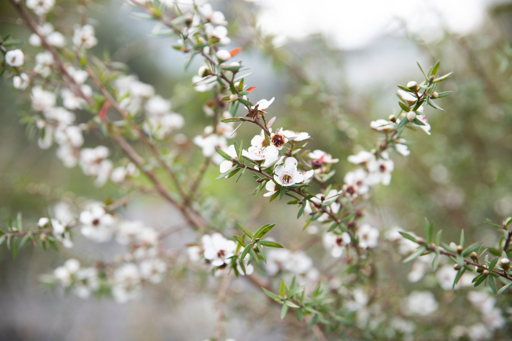 Biodiscovery Platform · Plant & Food Research