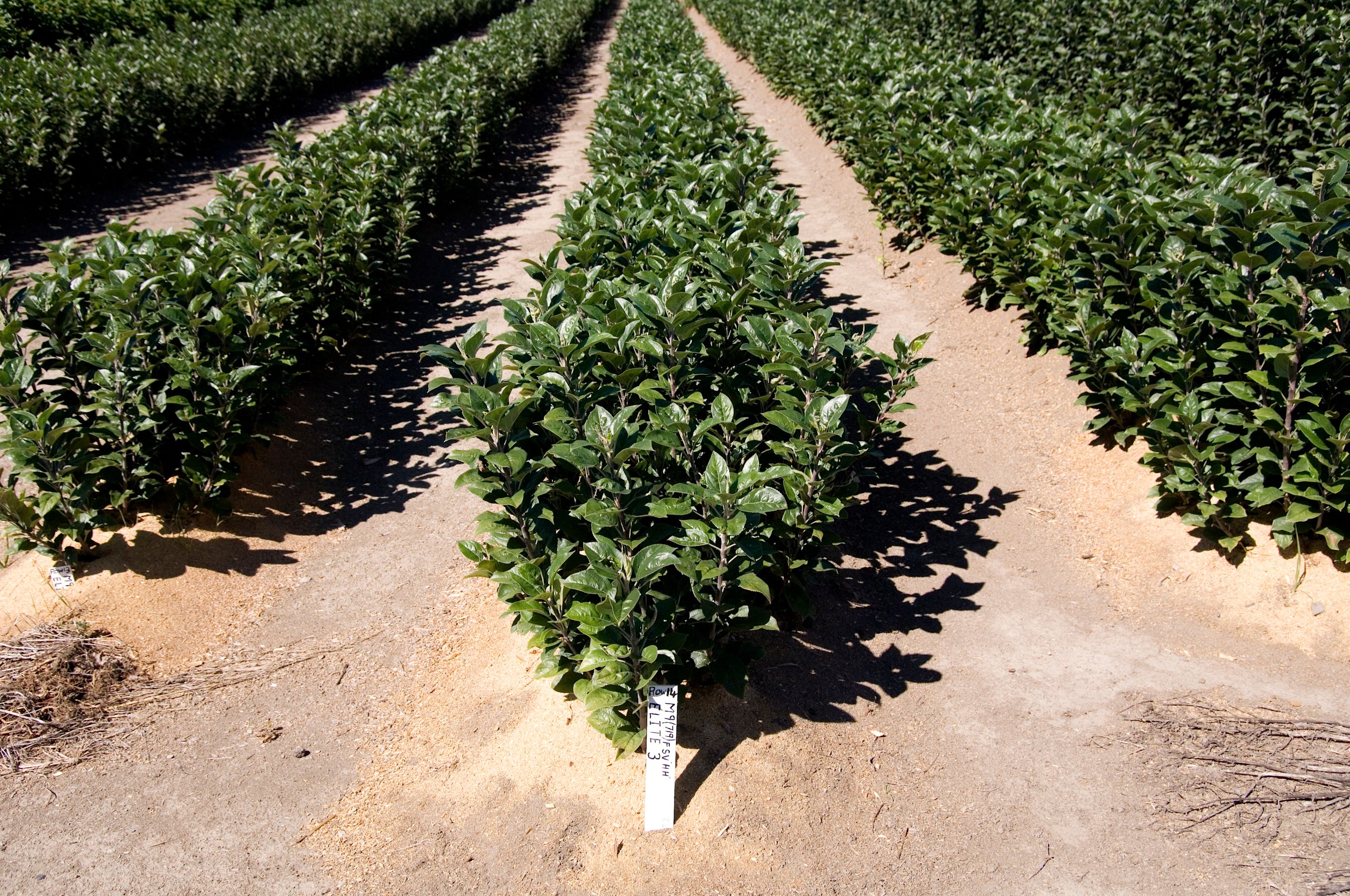 Insights into genetics of rootstock-induced dwarfing · Plant & Food ...