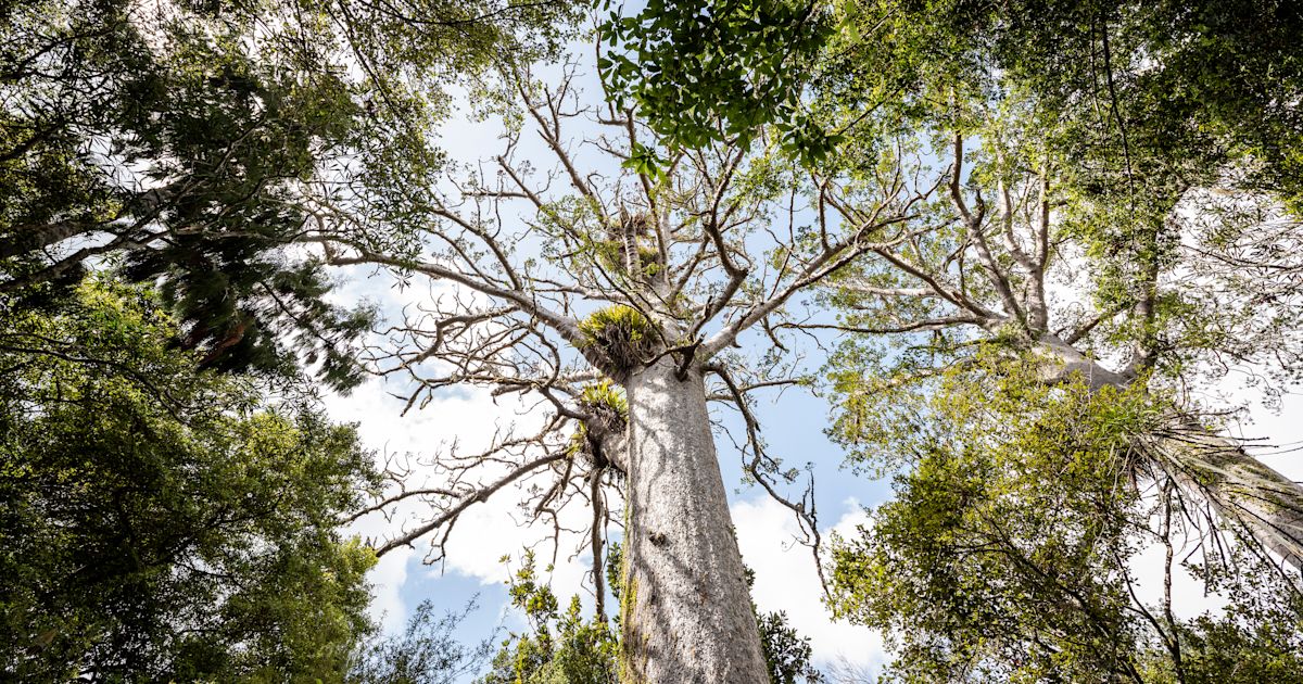 4th International Congress on Biological Invasions · Plant & Food Research 4th International Congress on Biological Invasions · Plant & Food Research