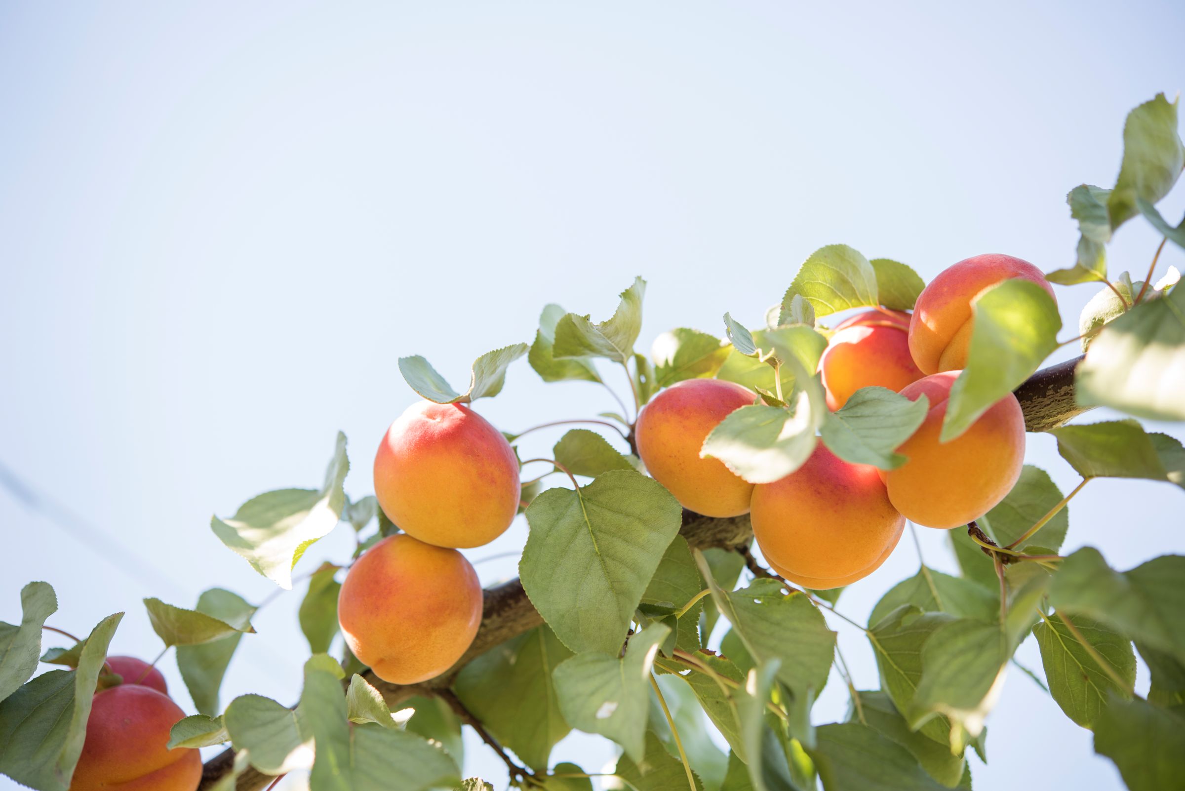 Tree crops · Plant & Food Research