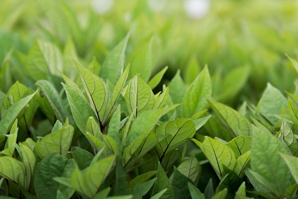 News & Media · Plant & Food Research