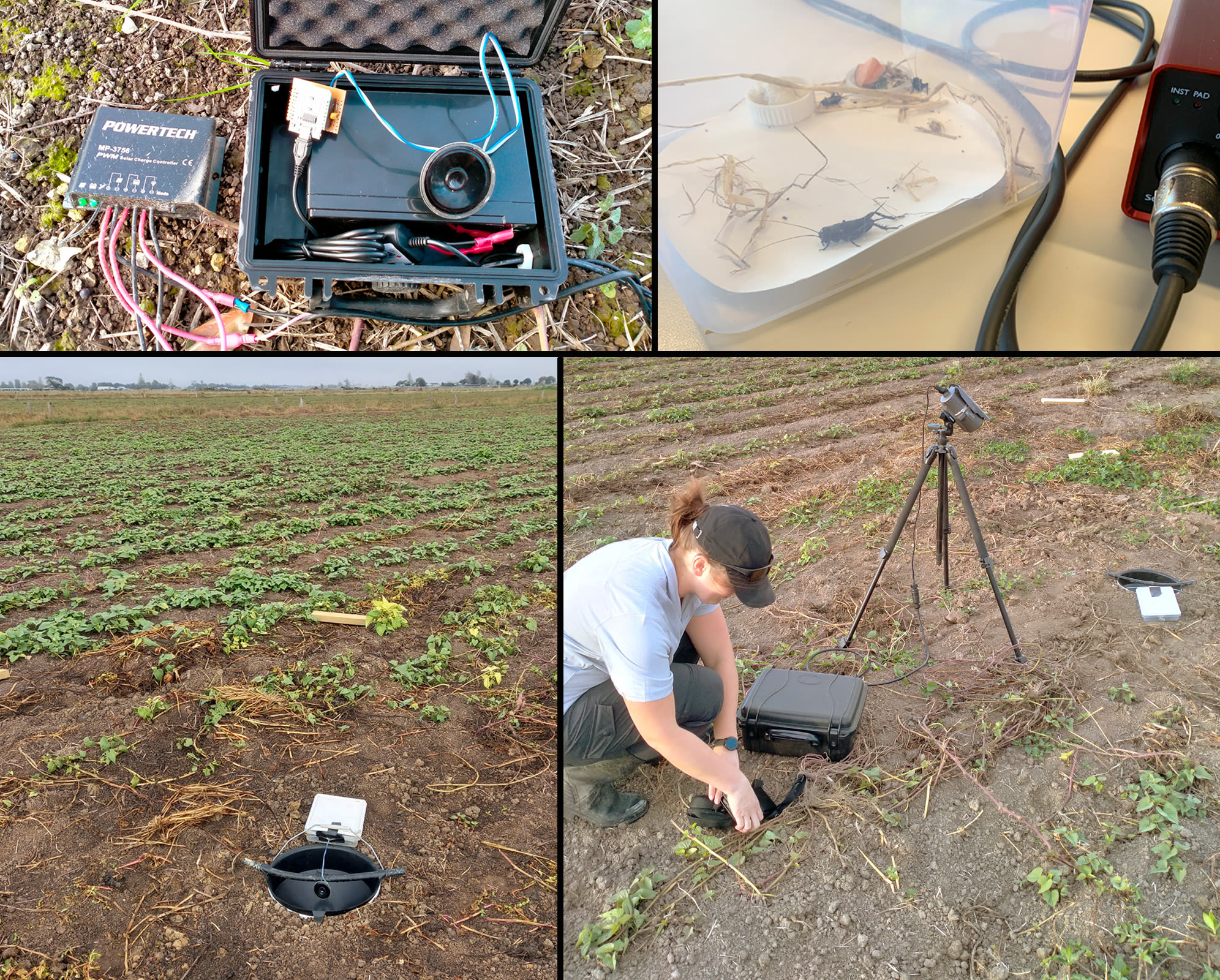 Cricket Calls · Plant & Food Research