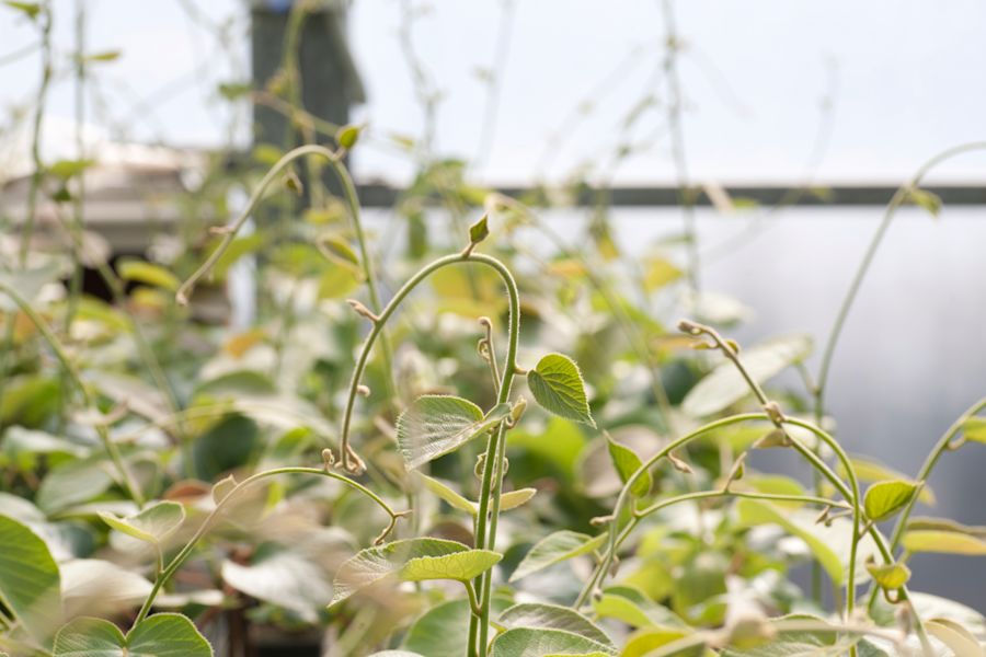 New projects enhance collaboration · Plant & Food Research