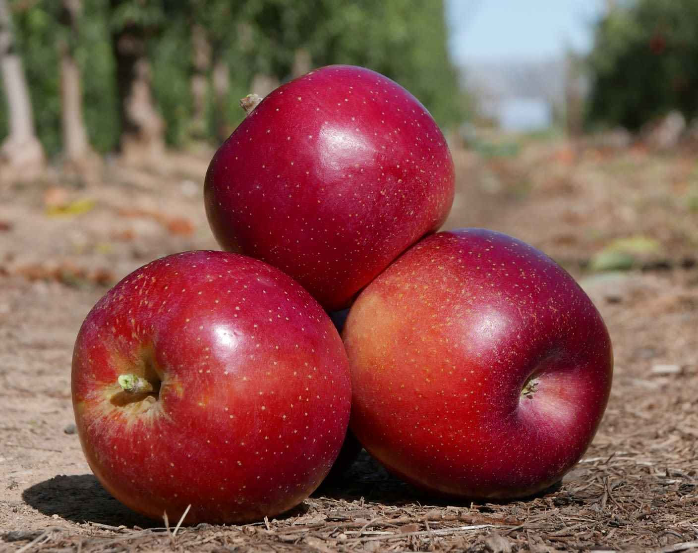 New plant cultivars · Plant & Food Research