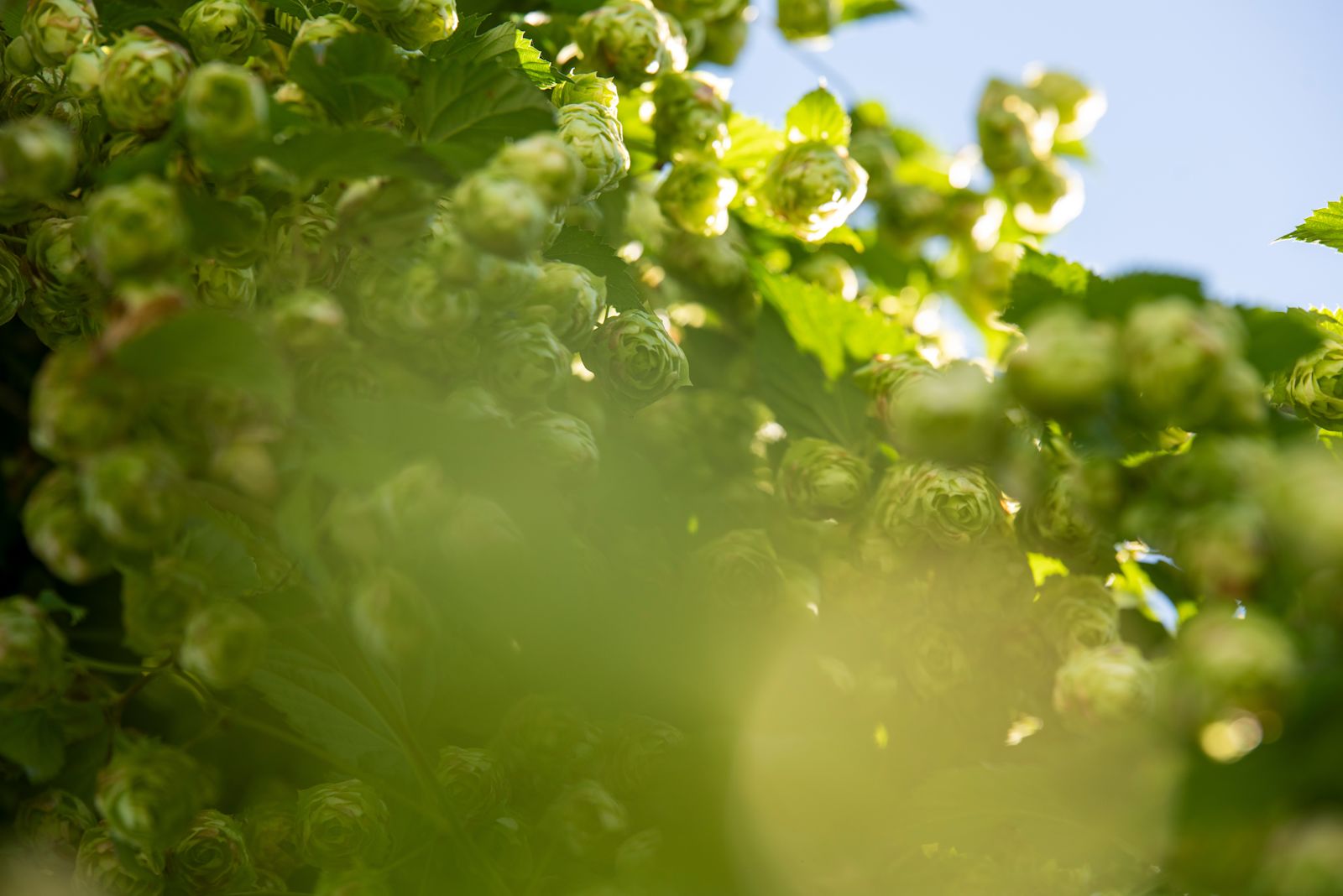 Vegetables · Plant & Food Research