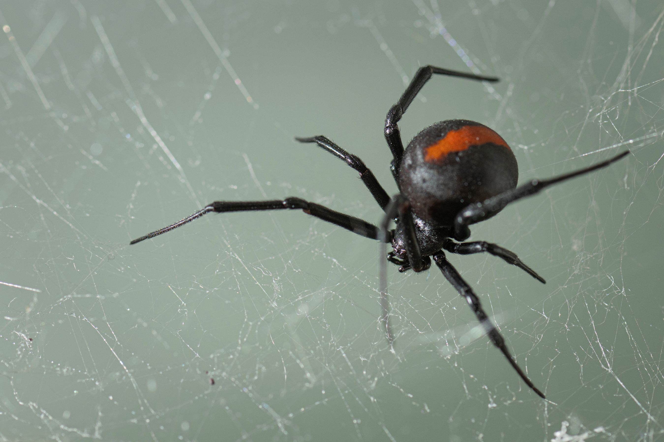 An irresistible virgin redback spider lure · Plant & Food Research