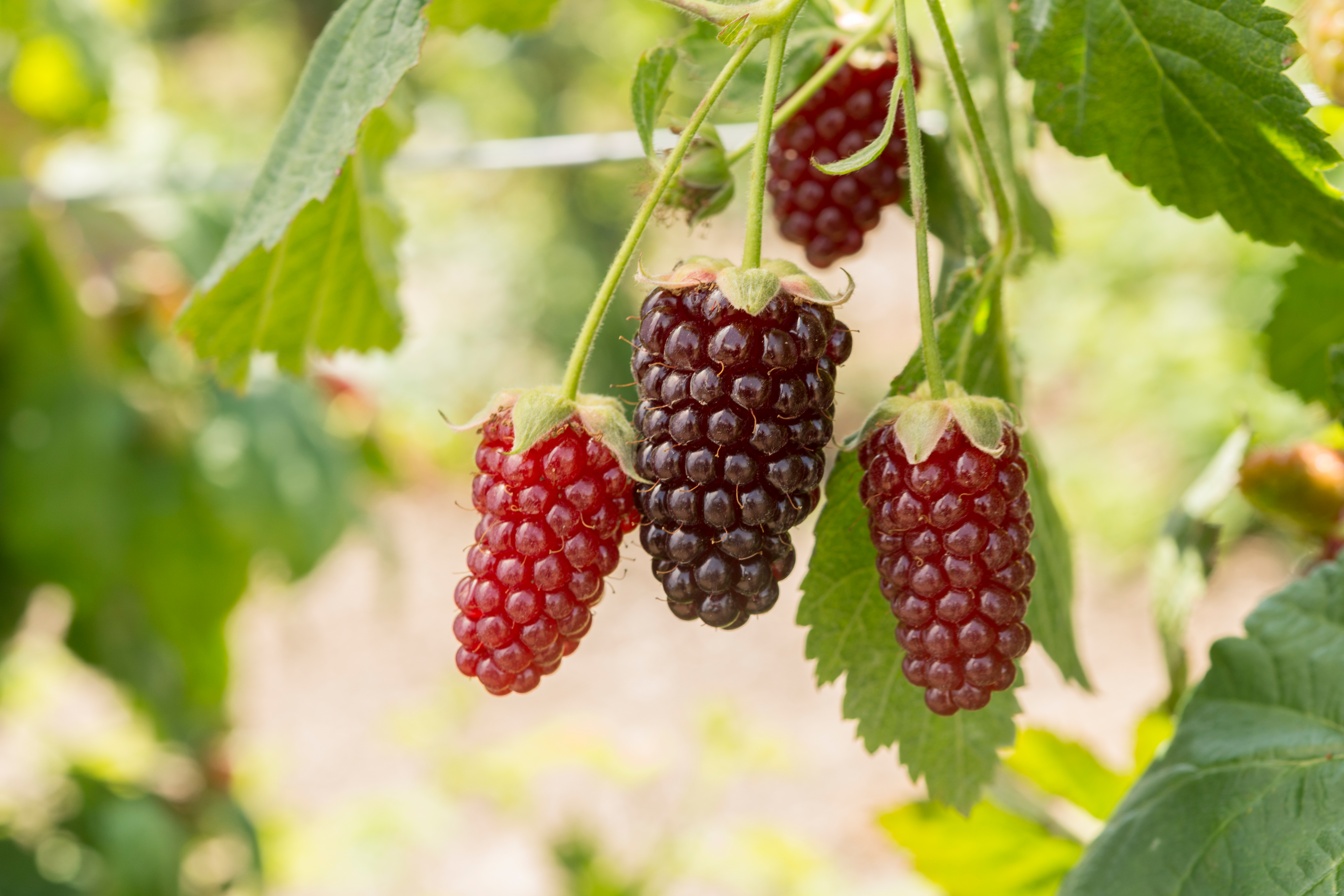 Grow our varieties at home · Plant & Food Research