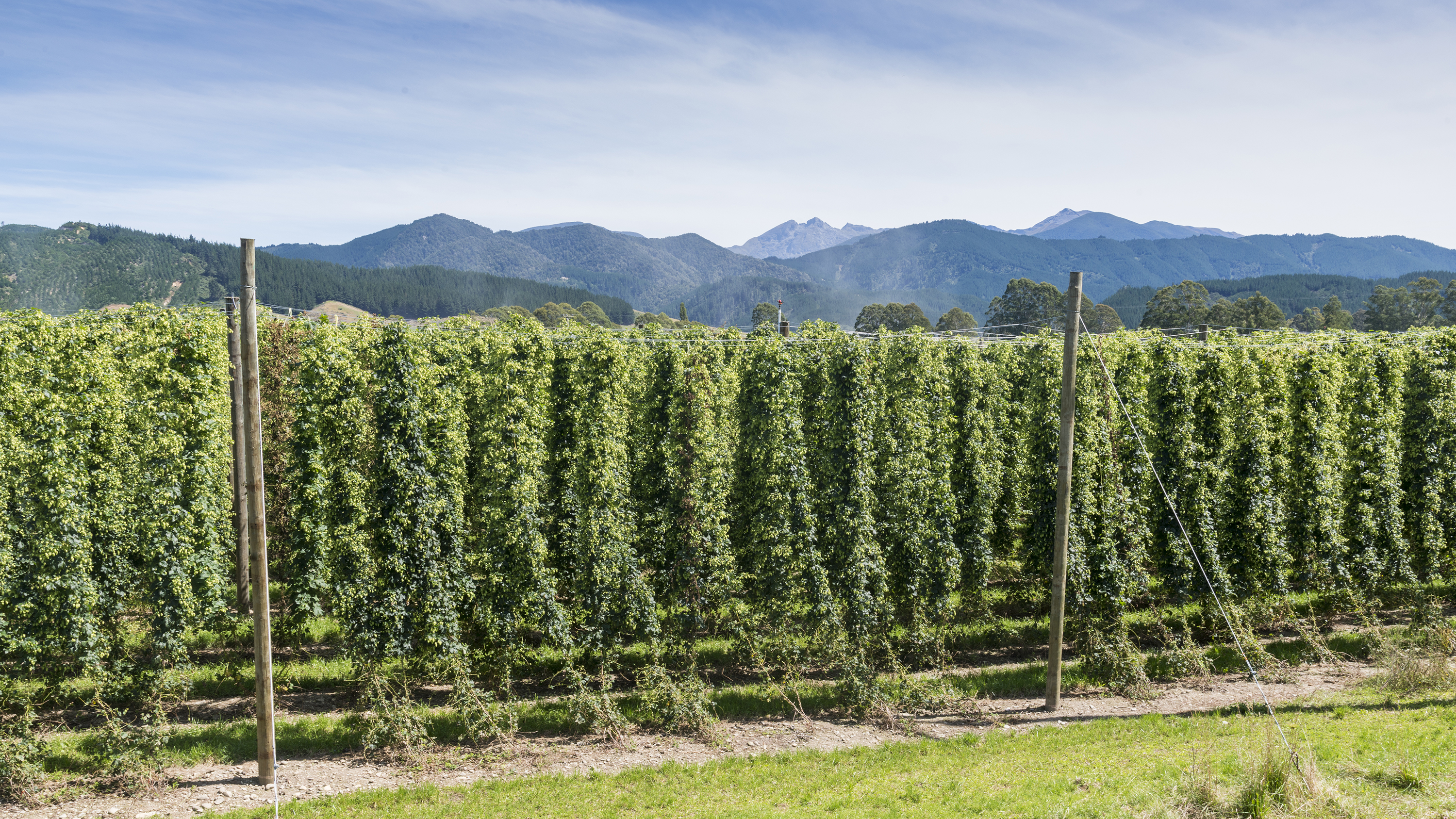 Growing great beer · Plant & Food Research