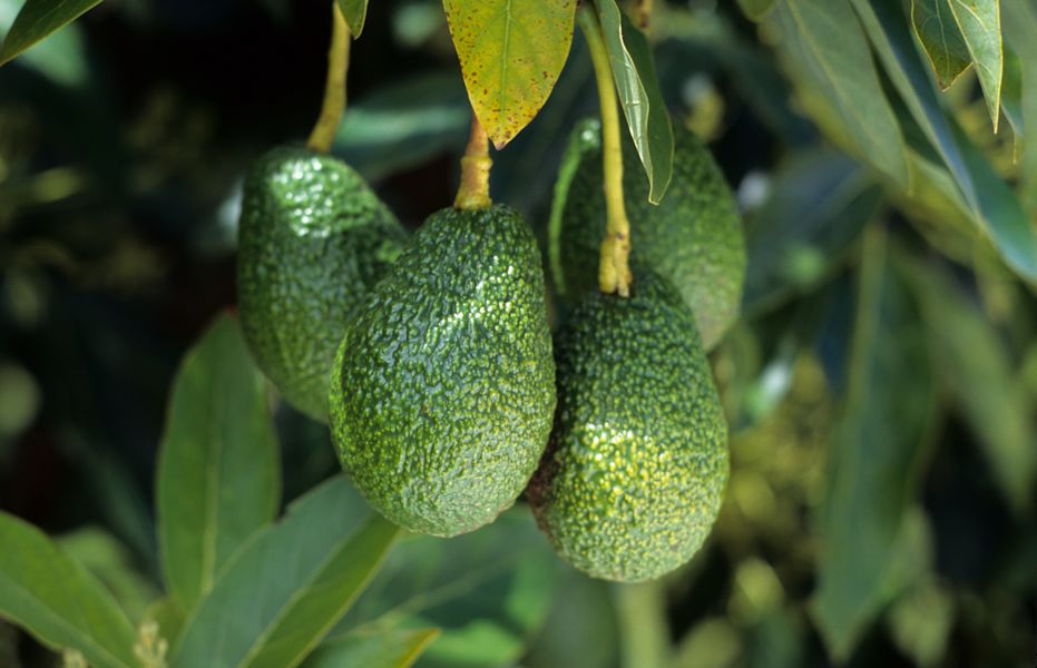 Climate change impacts on avocado · Plant & Food Research