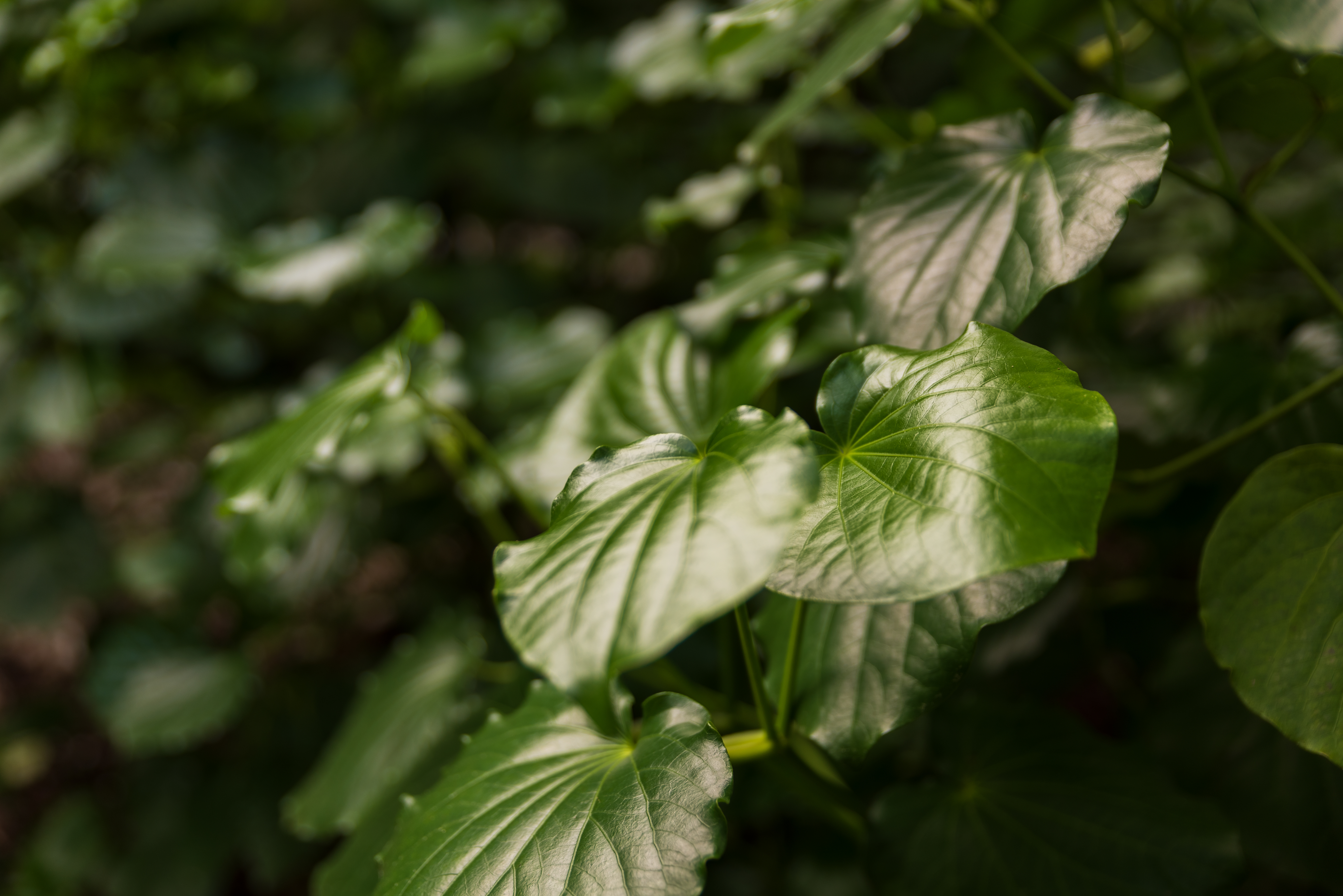 Principles for working with Taonga and Mātauranga Māori · Plant & Food ...