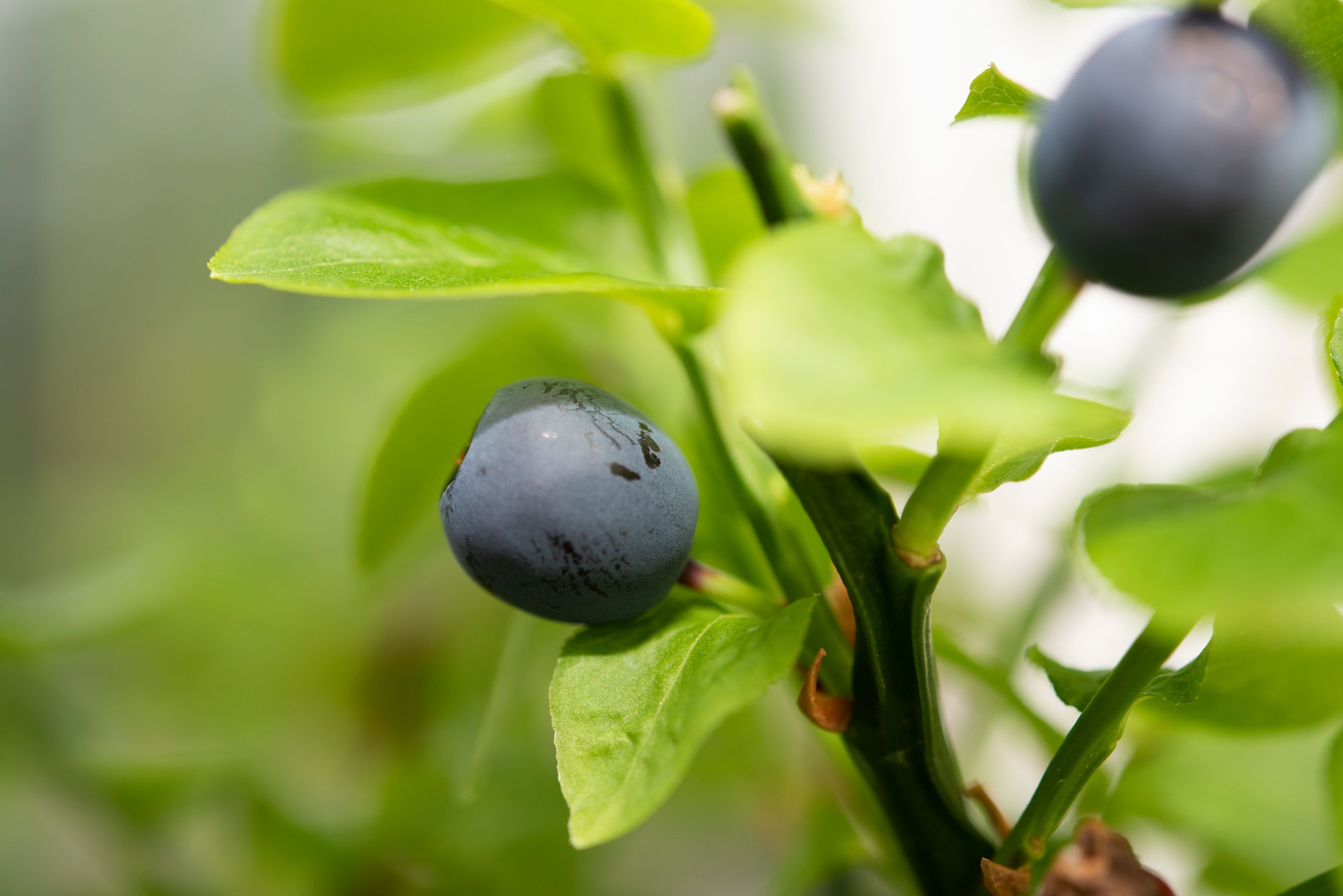 Filling The Void - A colourful project · Plant & Food Research