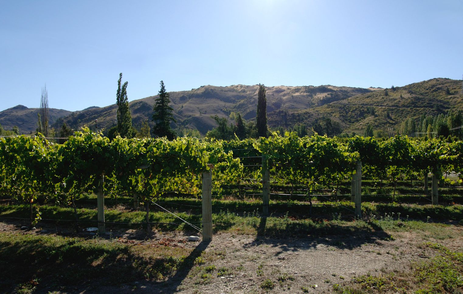 New digital tool could help apple and grape growers adapt to climate ...