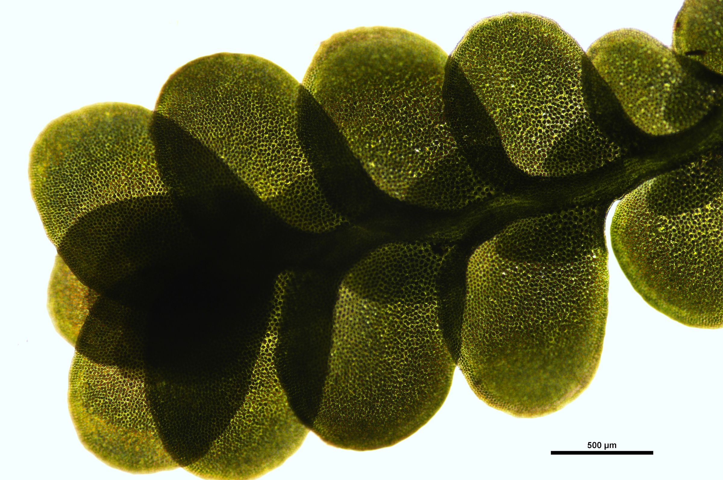 A smart green future. Together. · Plant & Food Research