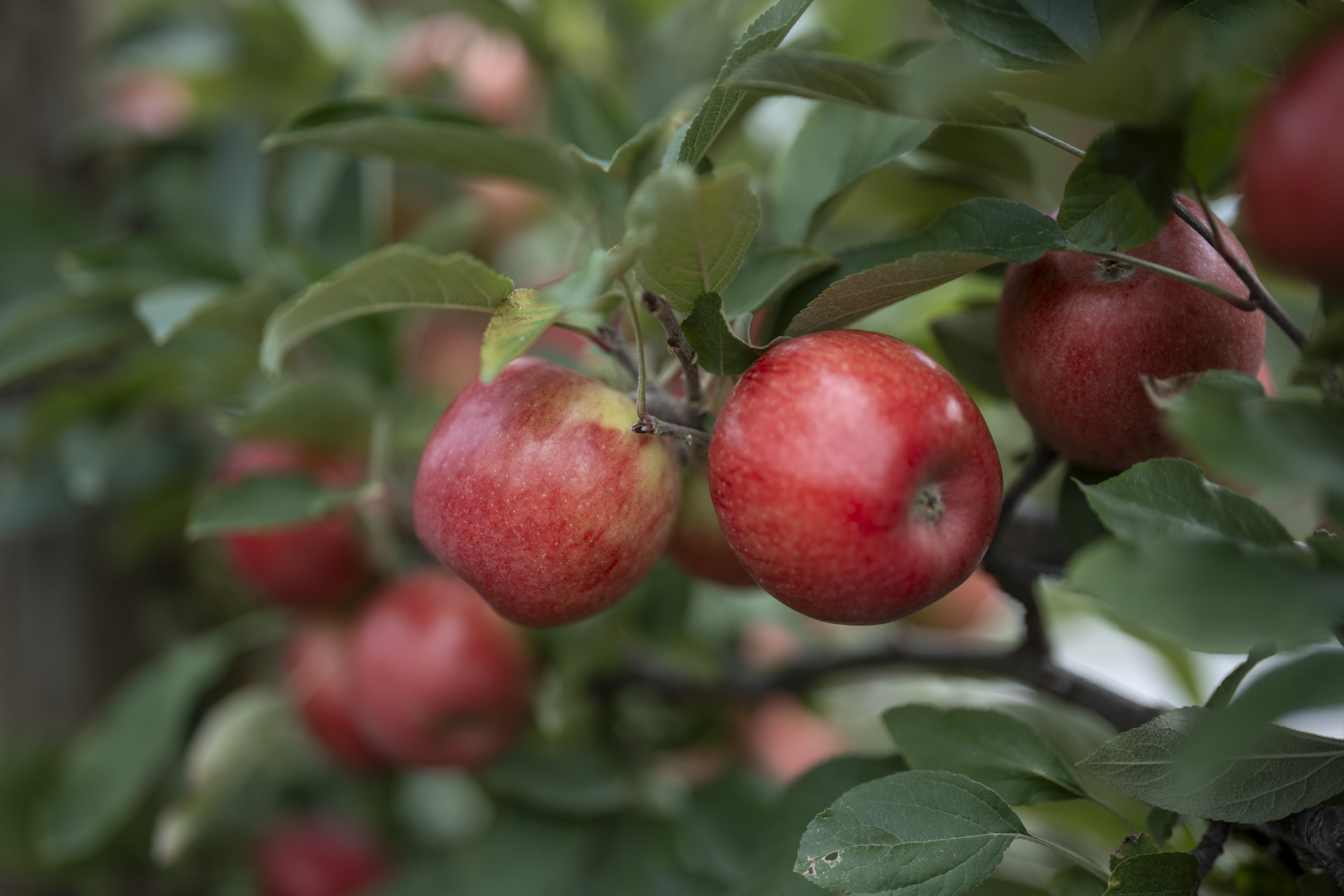 Two iconic New Zealand apple varieties mark 40 years · Plant & Food ...