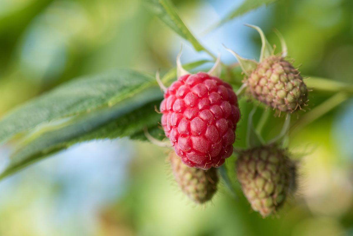 Working together · Plant & Food Research