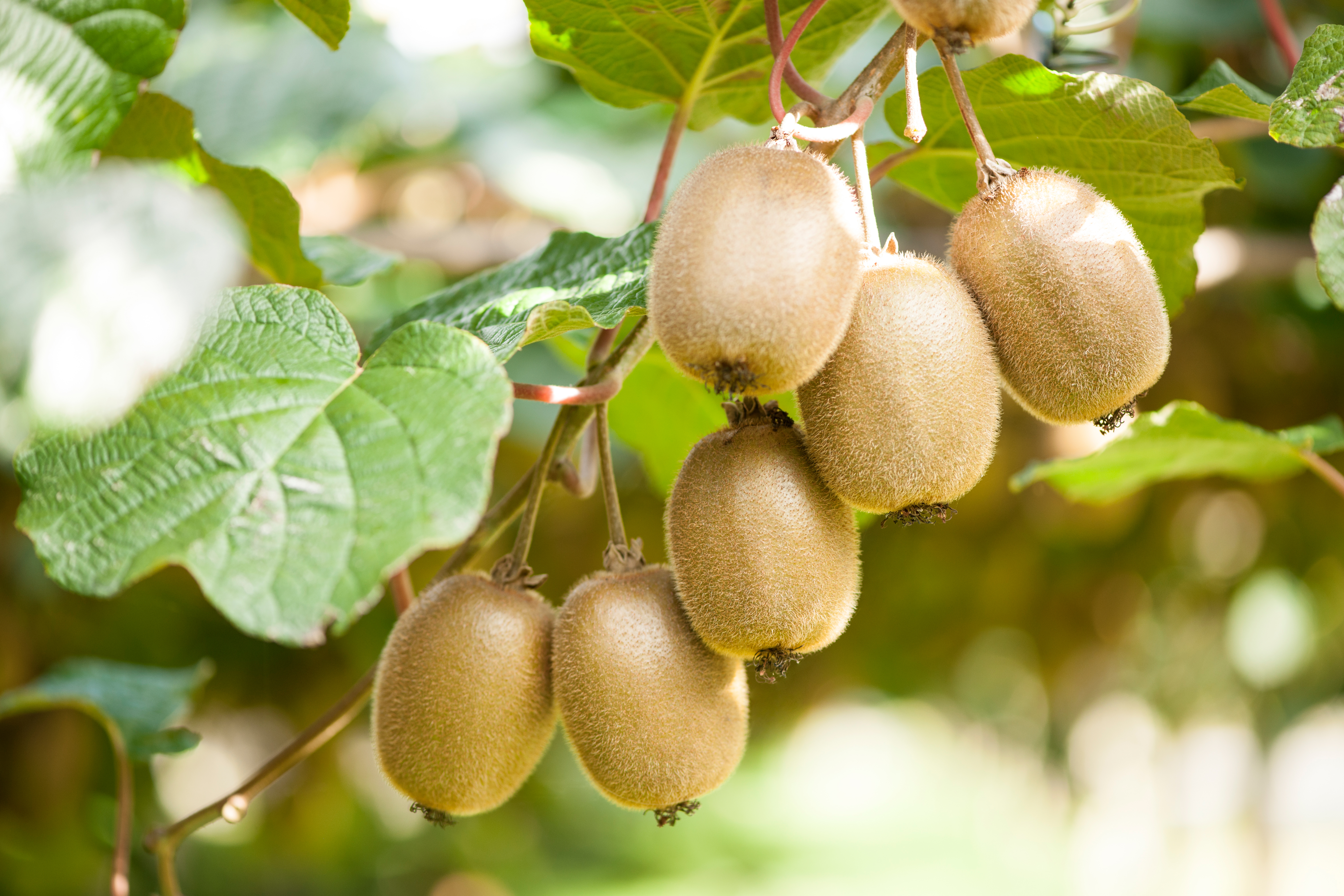 Assessing the biosafety of the Samurai wasp as a biocontrol agent for ...