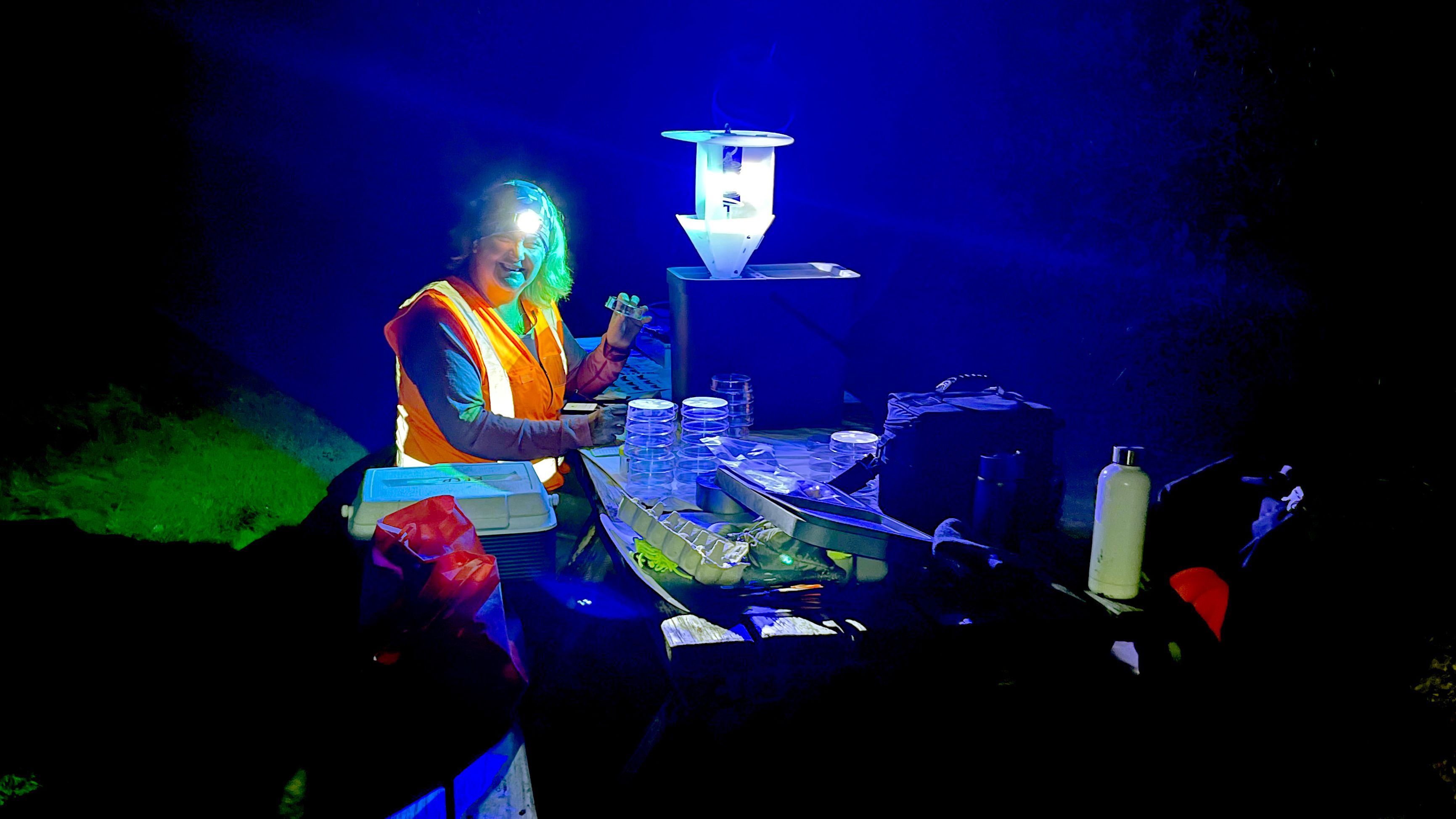 Finding a moth in a haystack - The important role of citizen scientists ...