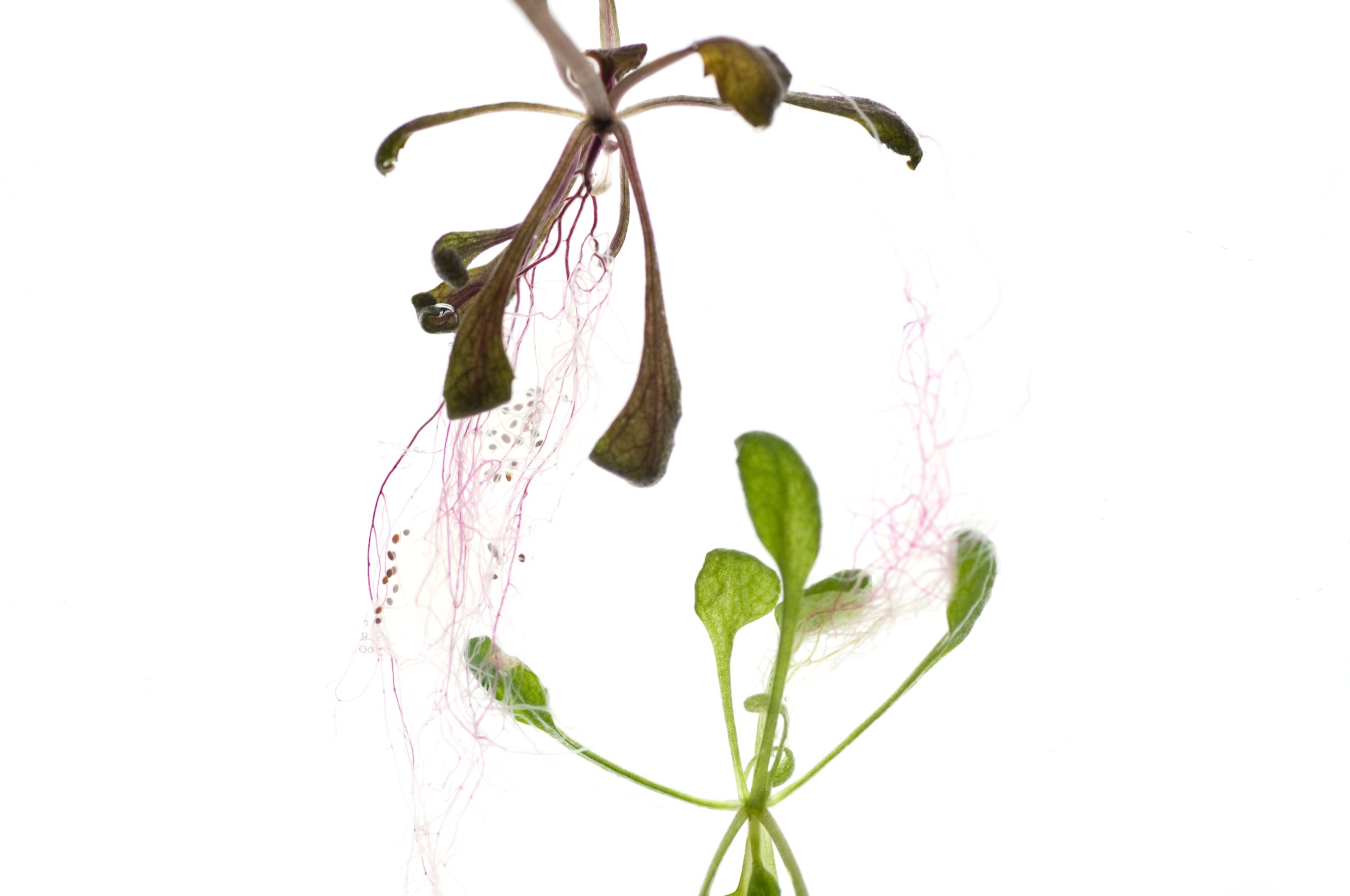 EPA clarification clears way for new research · Plant & Food Research