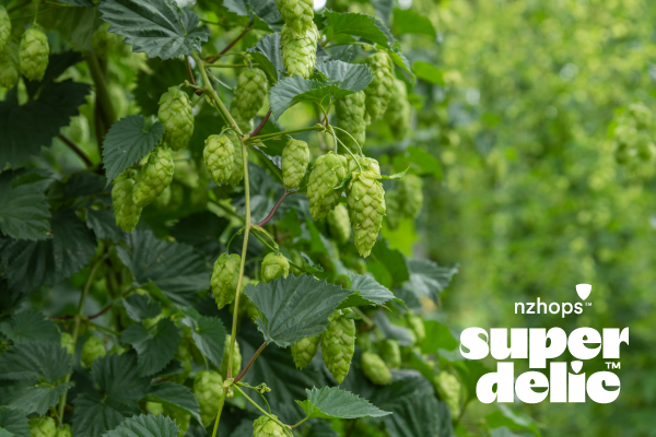 NZ Hops Ltd unveils Superdelic™ · Plant & Food Research