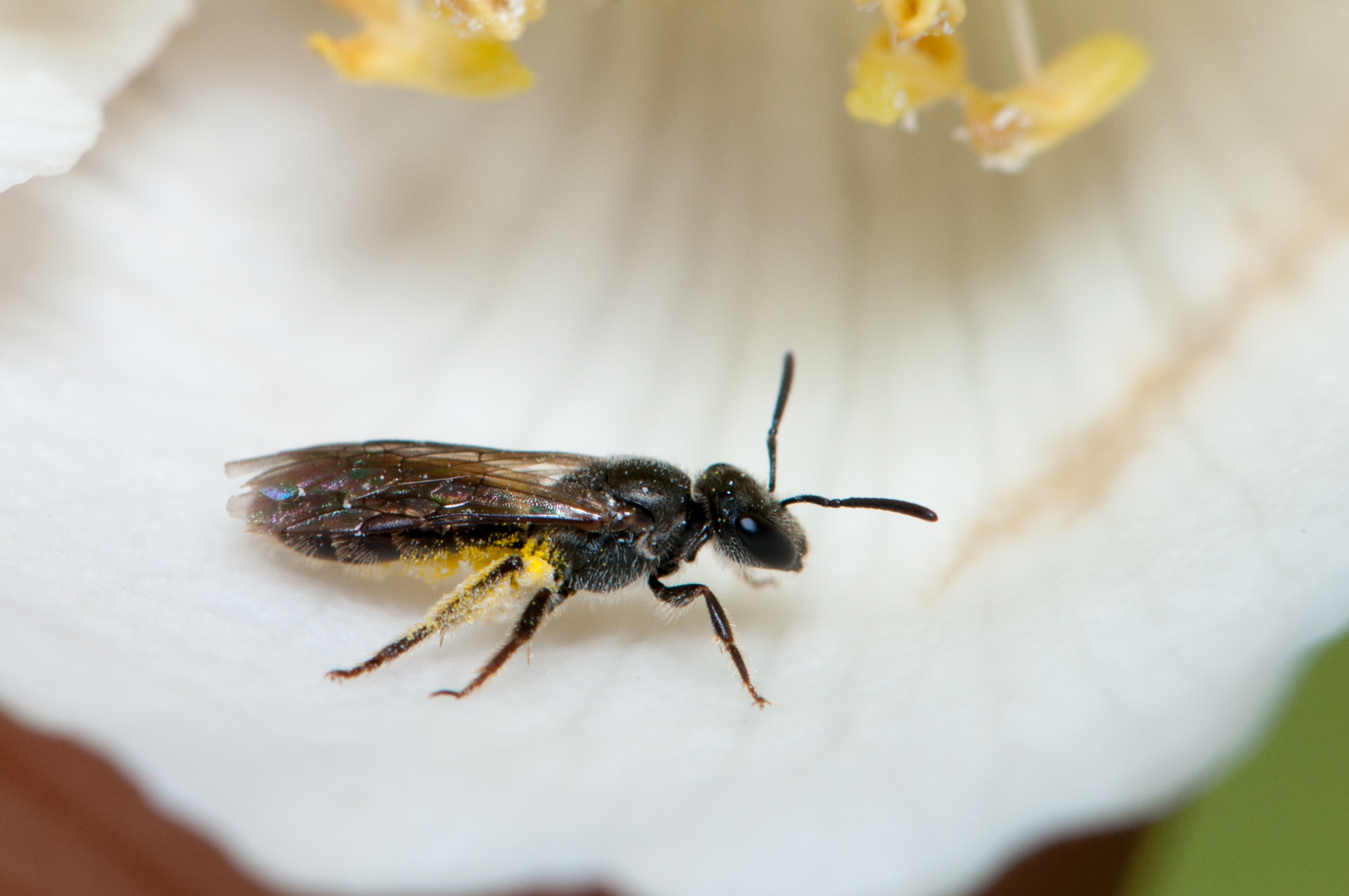 New funding to assess impact of on-farm plantings on beneficial insects ...