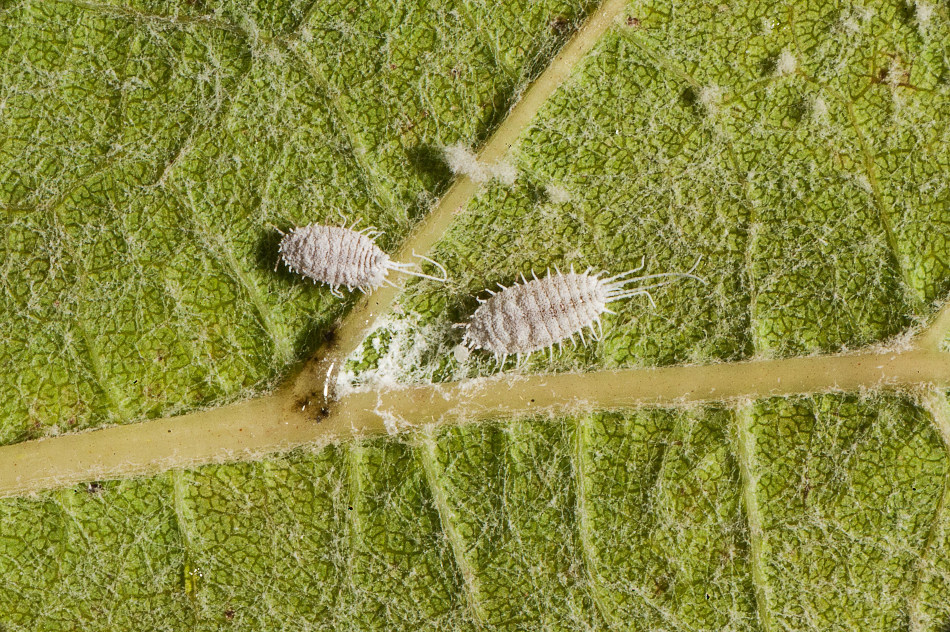 Understanding vineyard pests and diseases · Plant & Food Research