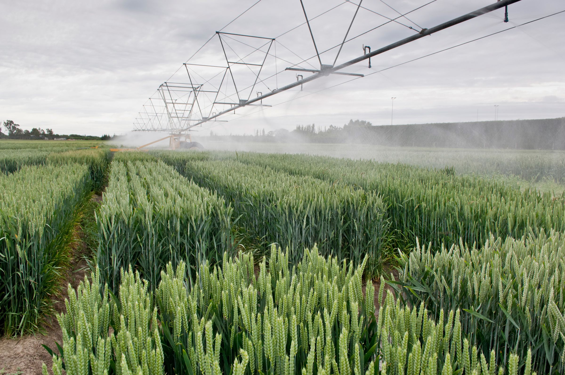 Arable crops · Plant & Food Research