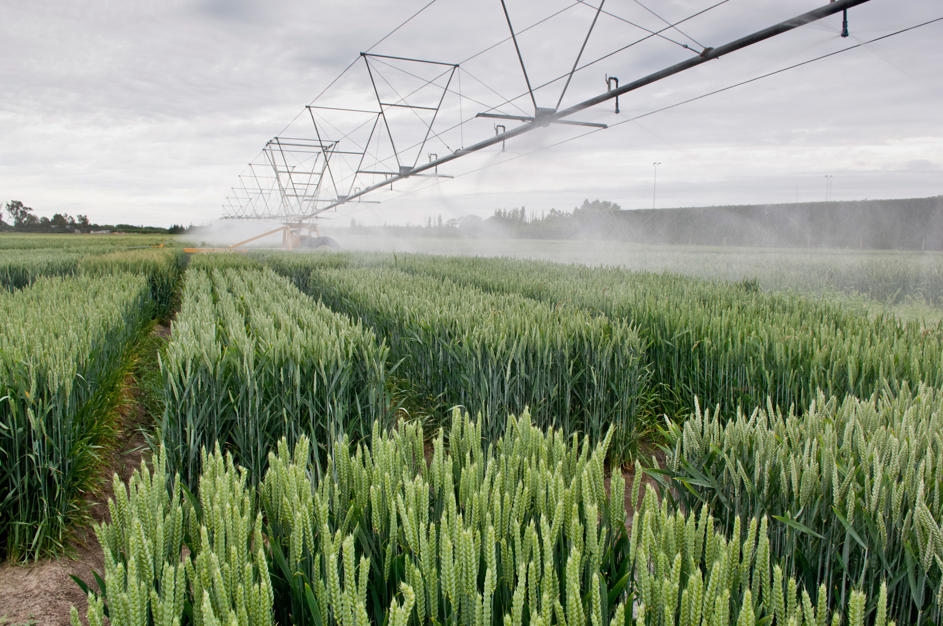 Crop optimisation · Plant & Food Research